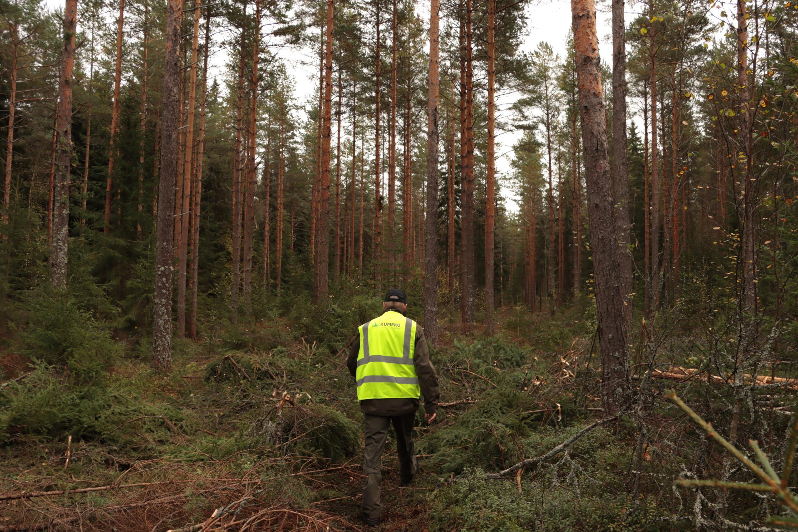 Tilakäynti KUMEKOn metsäasiantuntijan kanssa | Kumeko Group Oy